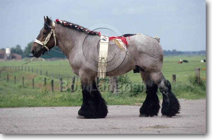 Bob Langrish Equestrian Photographer: Images