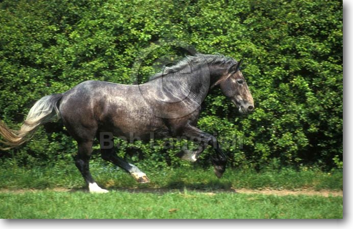 Bob Langrish Equestrian Photographer: Images
