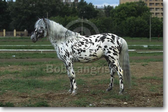 Bob Langrish Equestrian Photographer: Images
