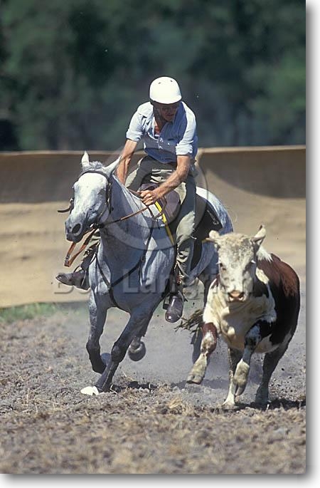 Bob Langrish Equestrian Photographer: Images