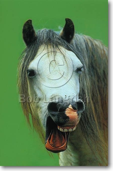 Bob Langrish Equestrian Photographer: Images