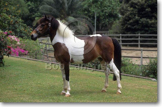 Bob Langrish Equestrian Photographer: Images