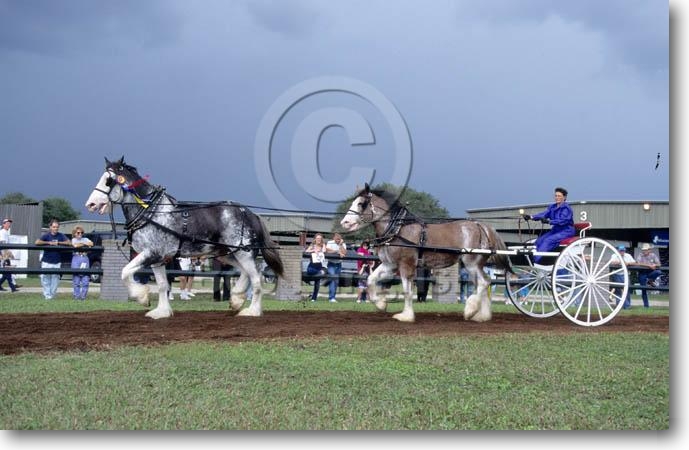 Bob Langrish Equestrian Photographer: Images