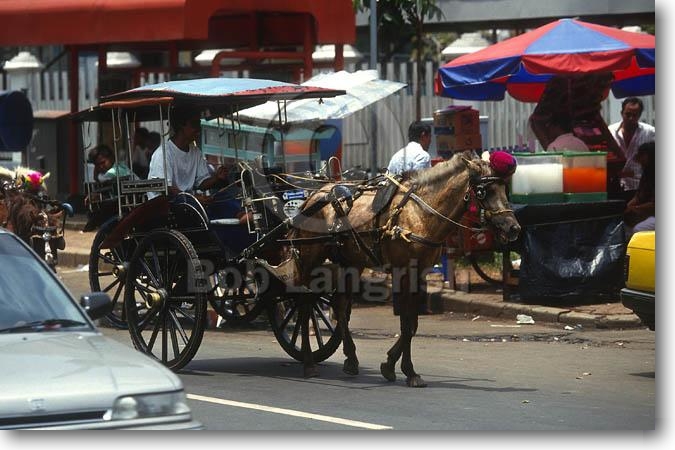 Bob Langrish Equestrian Photographer: Images
