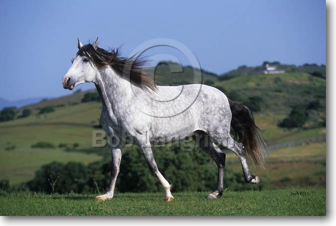 Bob Langrish Equestrian Photographer: Images