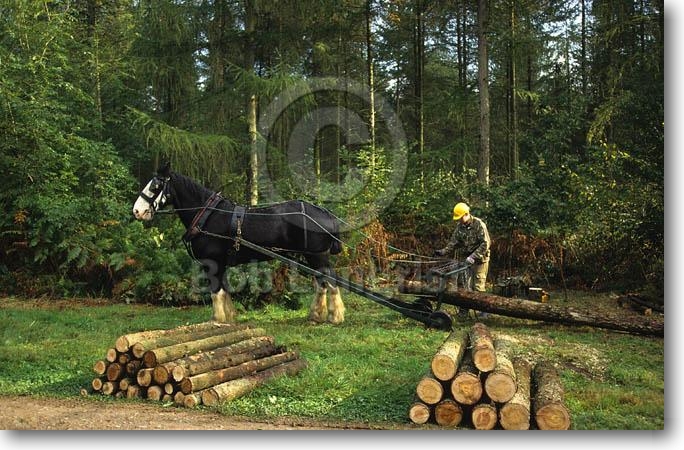 Bob Langrish Equestrian Photographer: Images