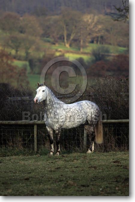 Bob Langrish Equestrian Photographer: Images