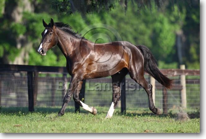Bob Langrish Equestrian Photographer: Travels